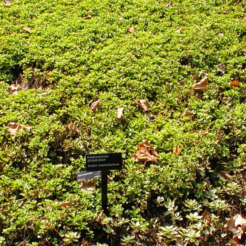 Thyme Creeping Red Plug Flat Moonshine Designs Nursery