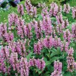 Catmint, Pink Cat – MOONSHINE DESIGNS NURSERY
