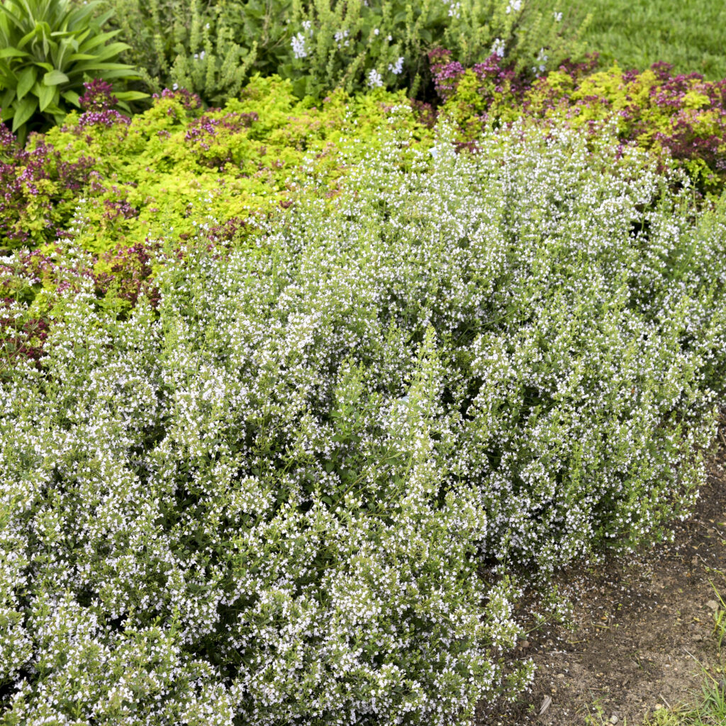 Calamintha Nepeta (Calamint) 70 ct. Plug Flat – MOONSHINE DESIGNS NURSERY